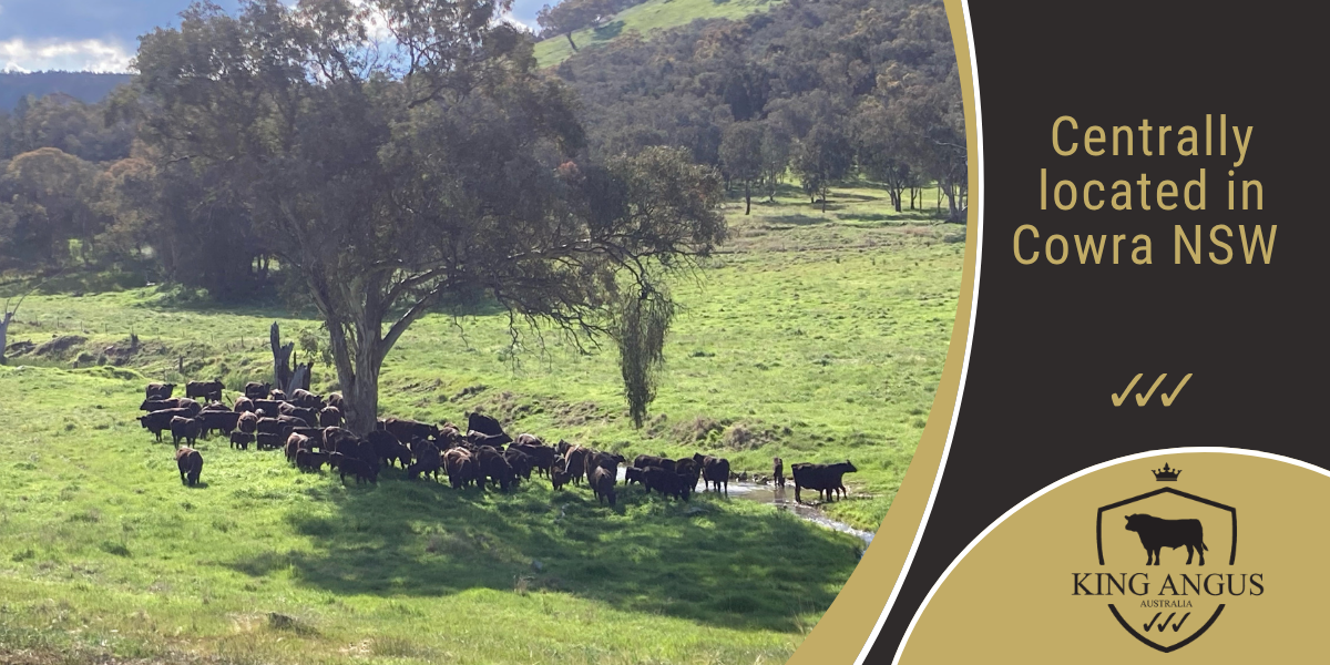 King Angus Australia | Premium Angus Cattle Breeders NSW
