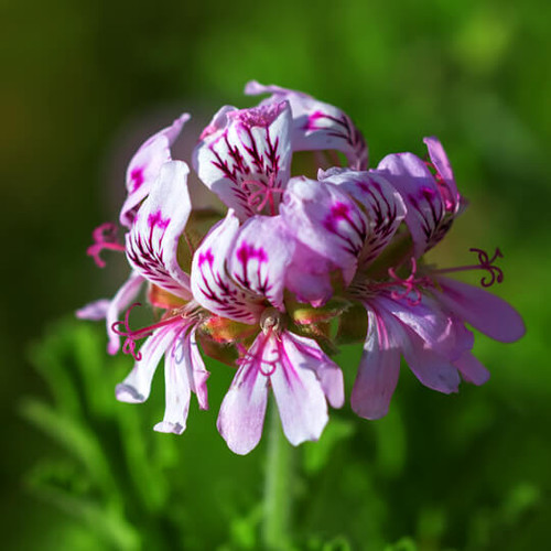 Rose Geranium Essential Oil | Skin & Hair Care Benefits