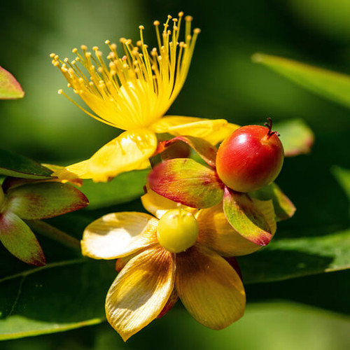 St. John's Wort Herbal Oil | Soothing & Antioxidant-Rich