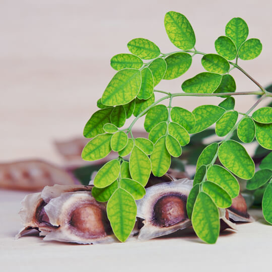 moringa
