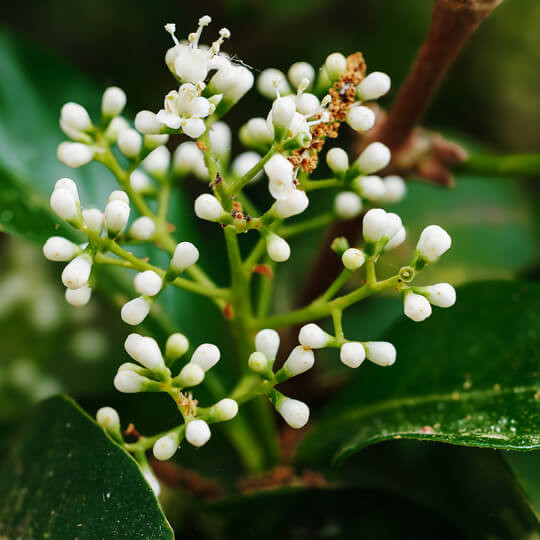 Amyris Essential Oil | Calming & Eco-Friendly Fragrance