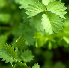 Aniseed Essential Oil | Sweet & Spicy Aroma, Skin Soothing