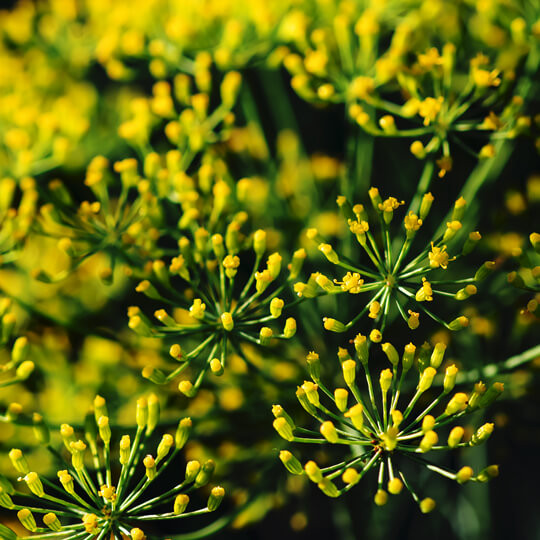 Fennel Organic Essential Oil | Skin & Aromatherapy Benefits