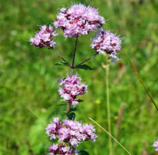 Origanum Essential Oil | Natural Cleanser & Skin Care