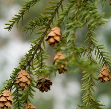 Spruce Essential Oil - Hemlock | Relaxing & Skin Refining