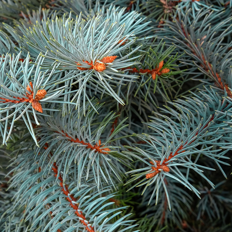 Spruce Organic Essential Oil Black | QAI Certified Purity
