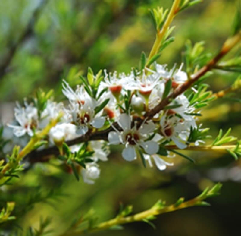Tea Tree Lemon Essential Oil | Purifying & Uplifting Scent