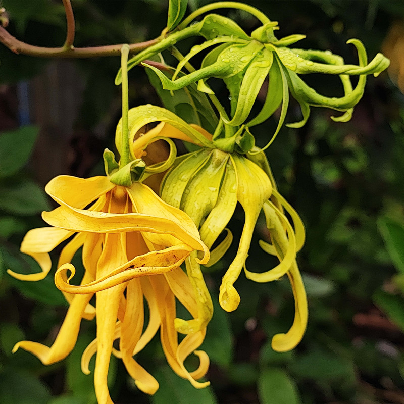 Ylang Ylang Essential Oil | Steam Distilled from Madagascar