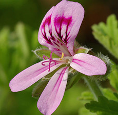 Geranium Absolute Oil | Pelargonium graveolens