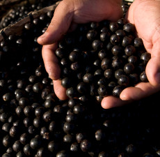 Acai Berry Fragrance Oil for Candles & Skincare - Paraben Free