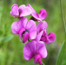 Sweet Pea Fragrance Oil | Delicate Floral Scent for Soaps