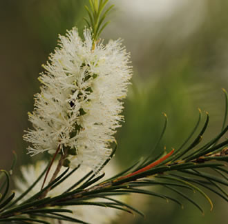 Tea Tree Floral Water | Melaleuca Alternifolia