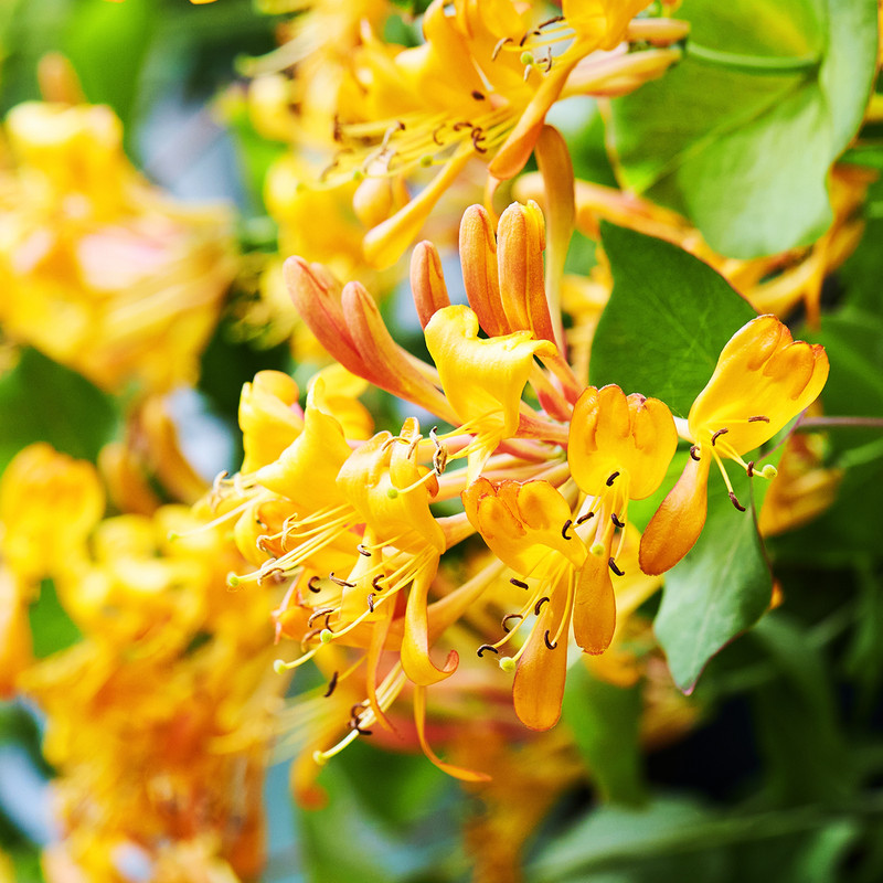 Honeysuckle Flower Botanical Extract | 10% Chlorogenic Acid