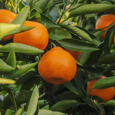 Sweet Orange Essential Oil | Uplifting Citrus Aroma