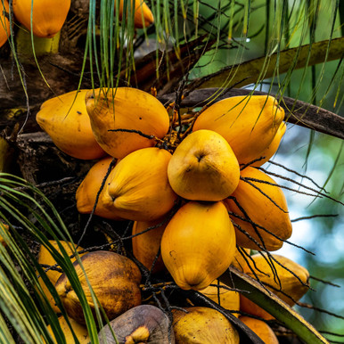 Coconut Virgin Organic Carrier Oil | Hair & Skin Moisturizer