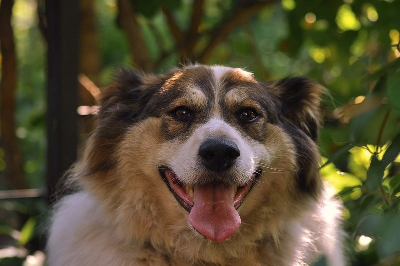 Steel Hex Dog Fence - Easy Pet Fence