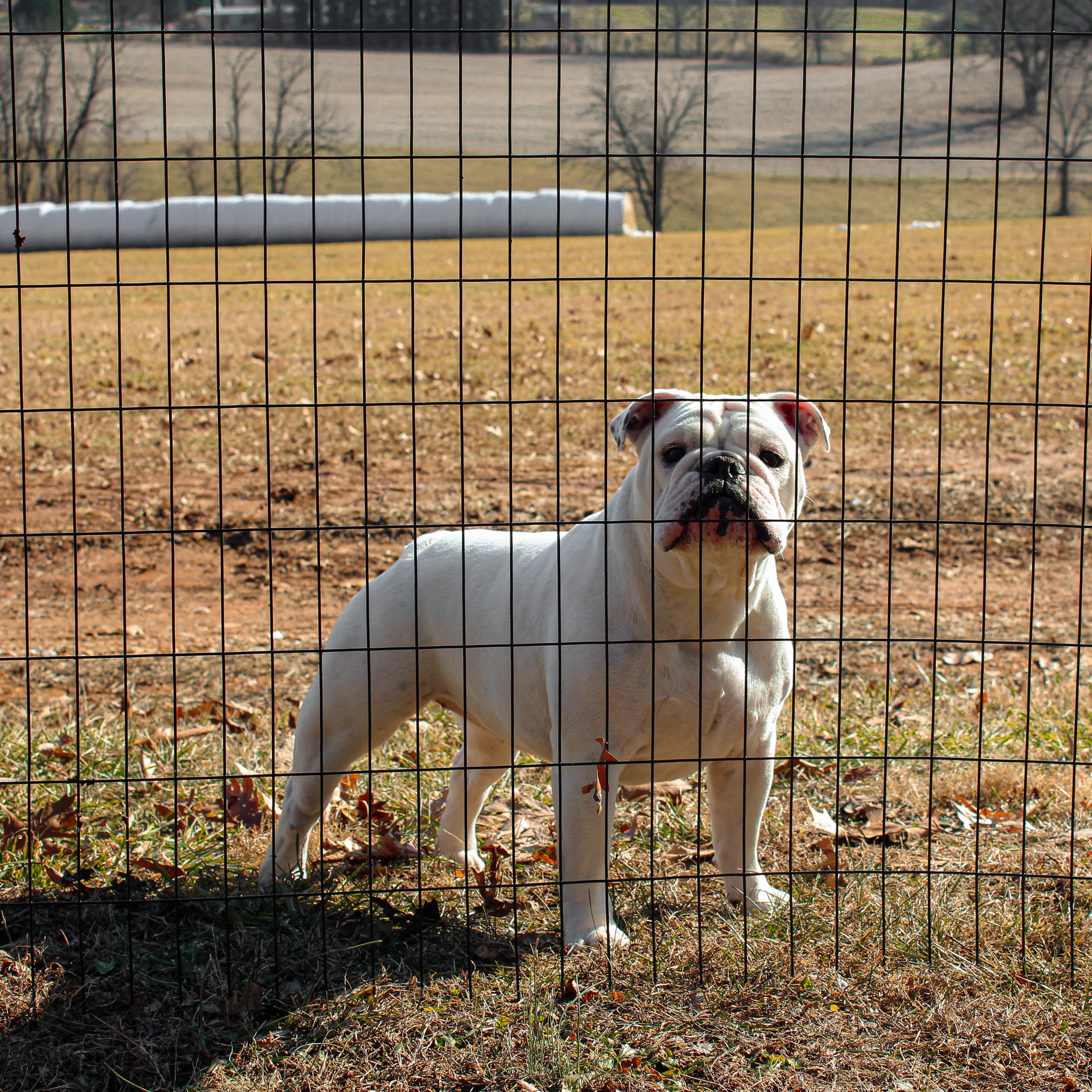 4' High No-Dig 12.5 ga. Welded Wire 2" x 4" Dog Fence Kit