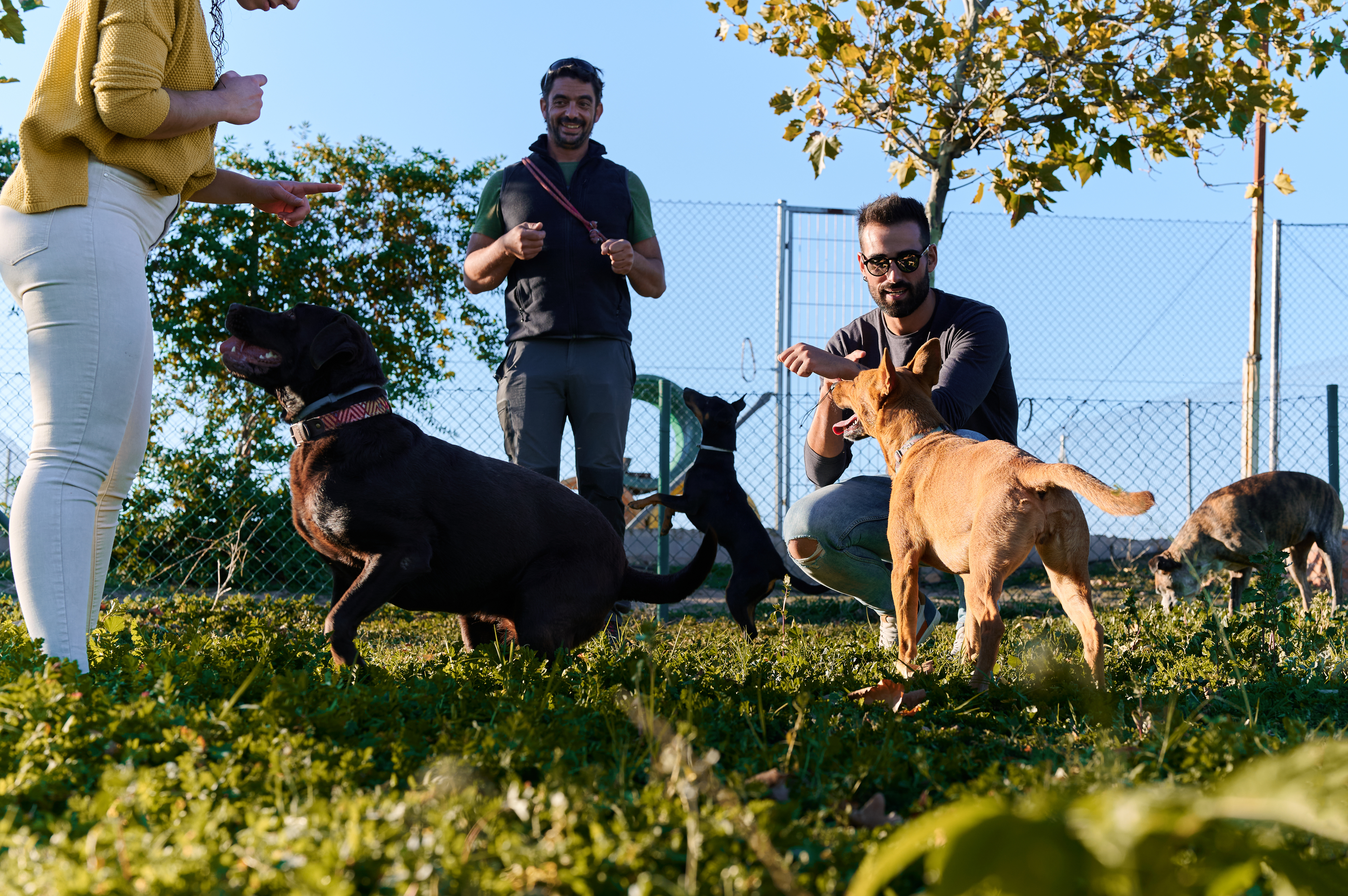 Fencing for Dog Training and Behavior - Easy Pet Fence