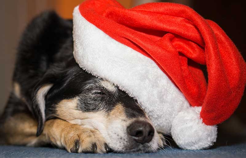 Holiday Pet Safety Tips: Keep Your Pets Safe and Happy - Easy Pet Fence