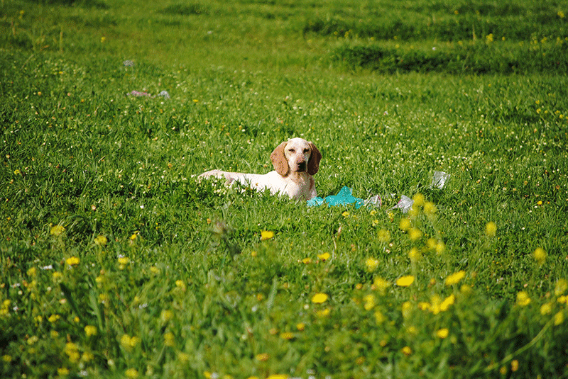 Spring Pet Wellness Tips - Easy Pet Fence