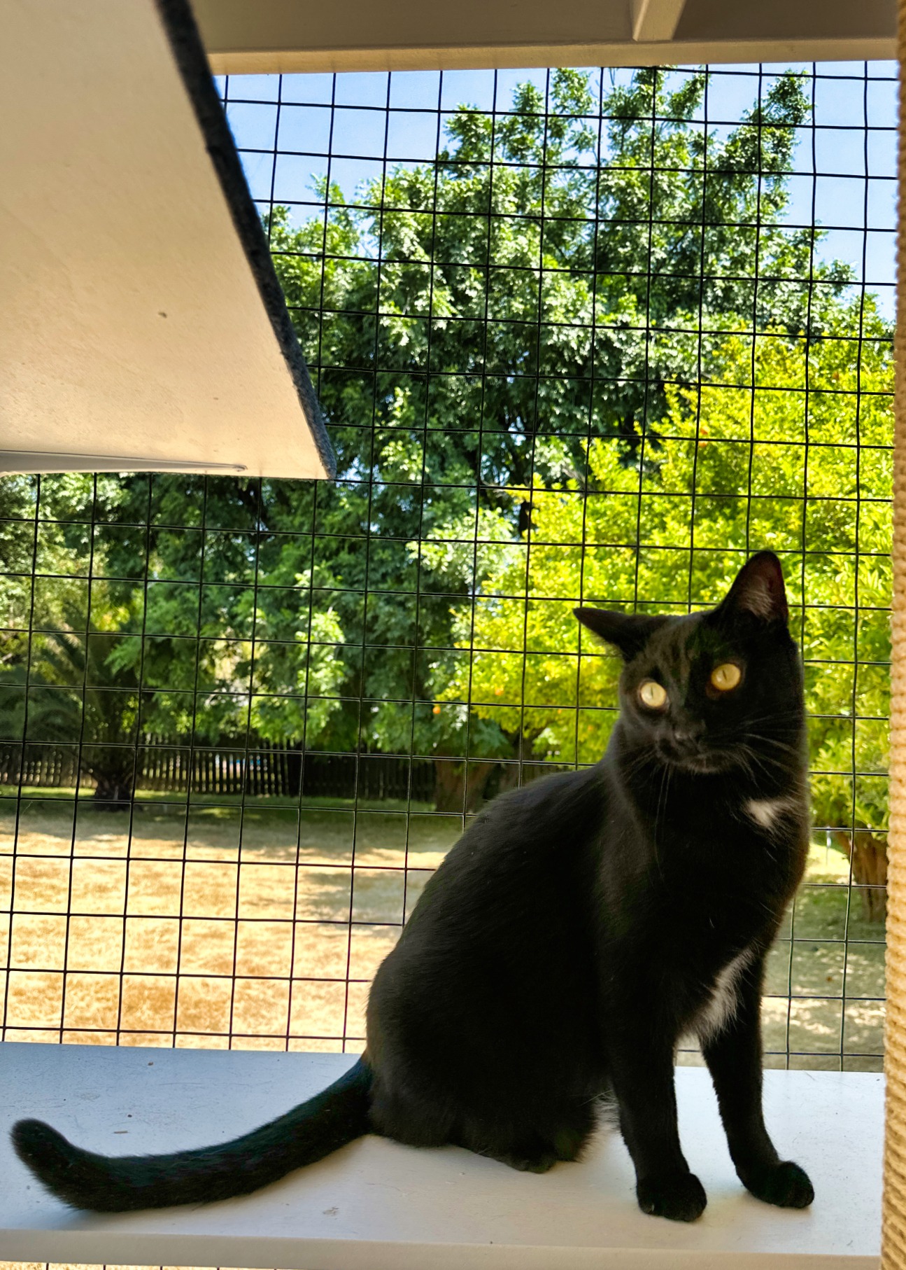 Catios and Fully Enclosed Kits: A Comprehensive Guide for Cat Owners ...