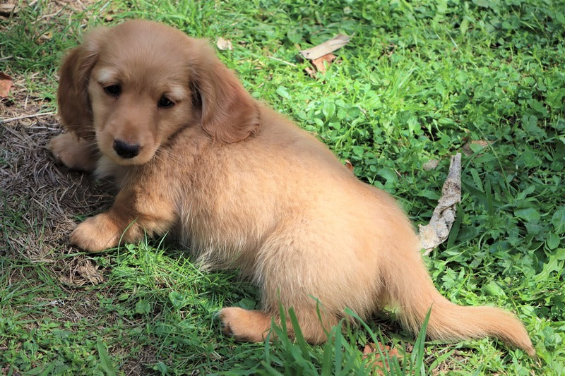 Bringing Home Fido: Essential Tips for a Smooth Transition - Easy Pet Fence