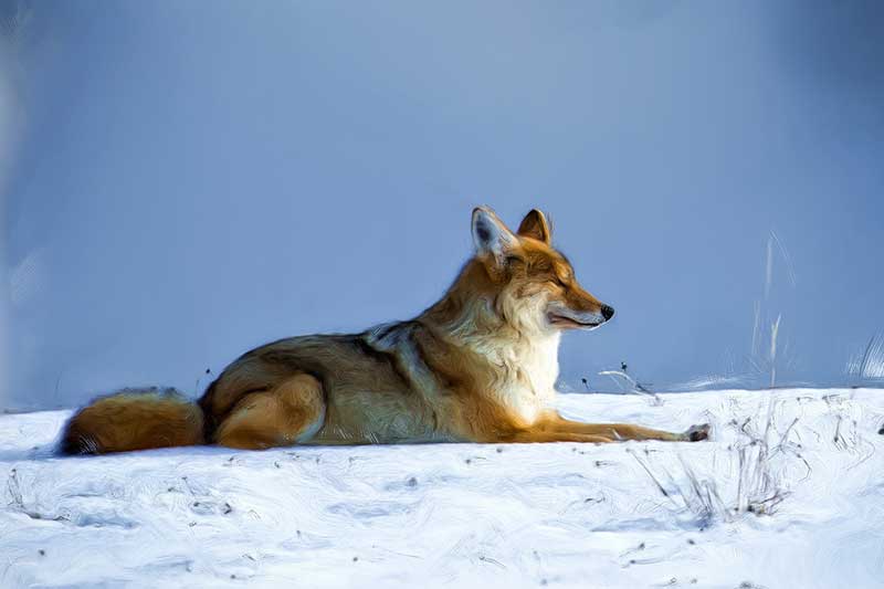 Yes, Wildlife Attack Pets - Easy Pet Fence