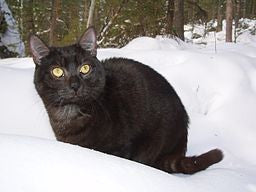 The Truth About Cats in Cold Weather - Easy Pet Fence