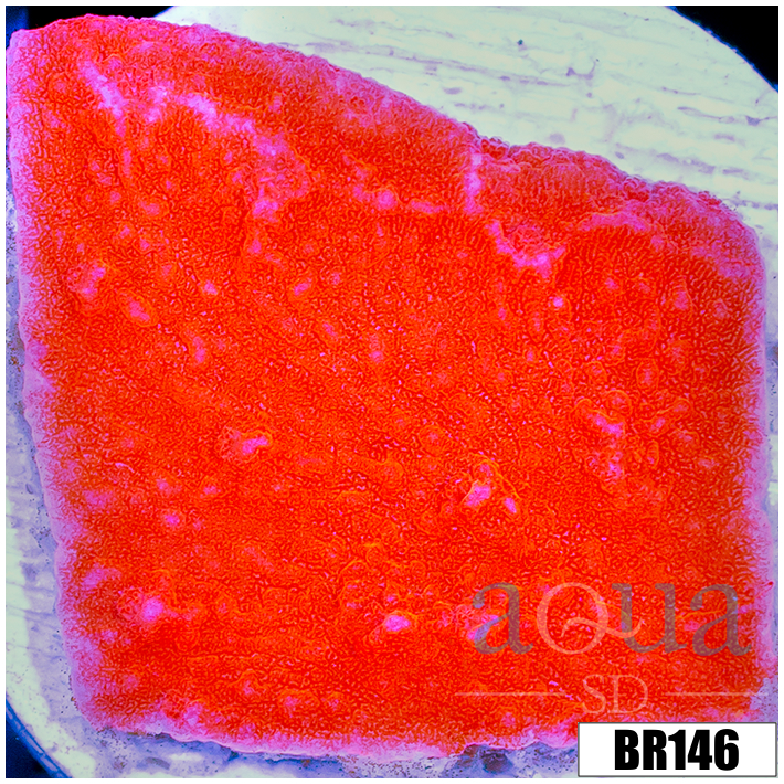 Aqua SD | Orange Plating Monti