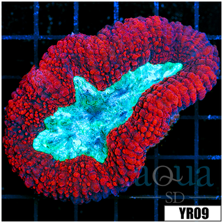 AquaSD | Lava Rim Symphyllia | Corals For Sale