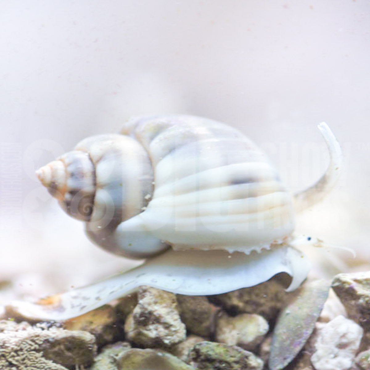 Nassarius Snails