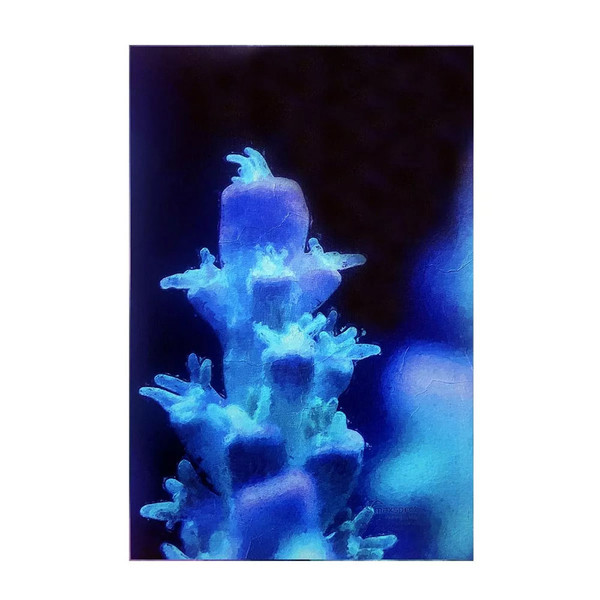 16" x 24" Coral Oil Painting Canvas (feat. Blue Acropora Tenuis) - Maxspect