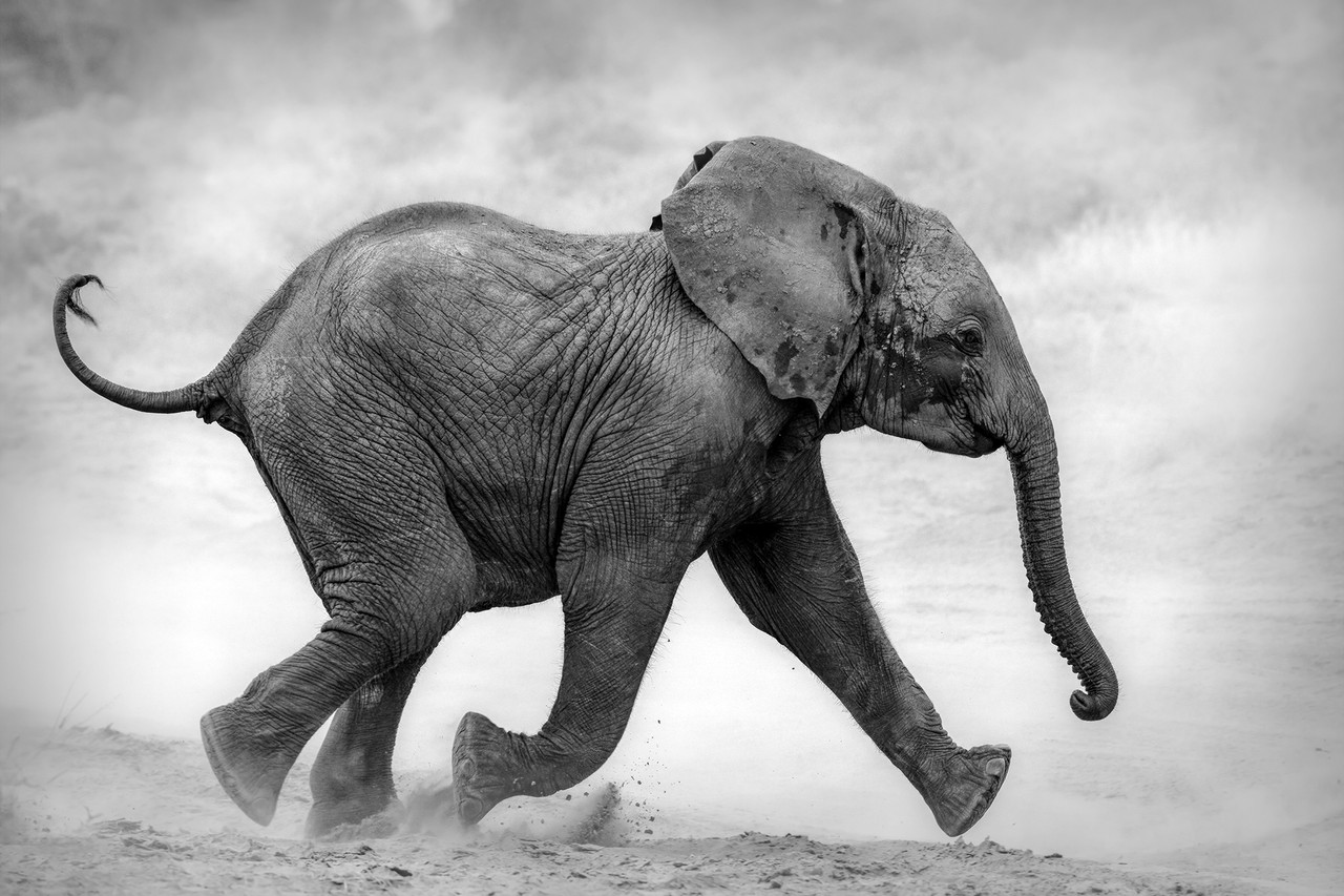 Elephant Calf on the Run - Wonderwall Studio
