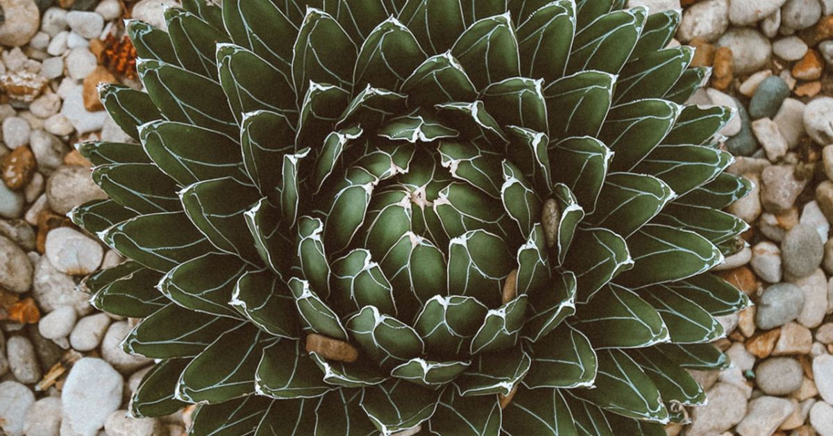 The Ultimate Guide to Buying Fine Art Photography - Wonderwall Studio