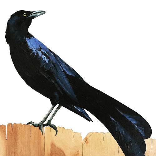 Grackle #18 - Wonderwall Studio