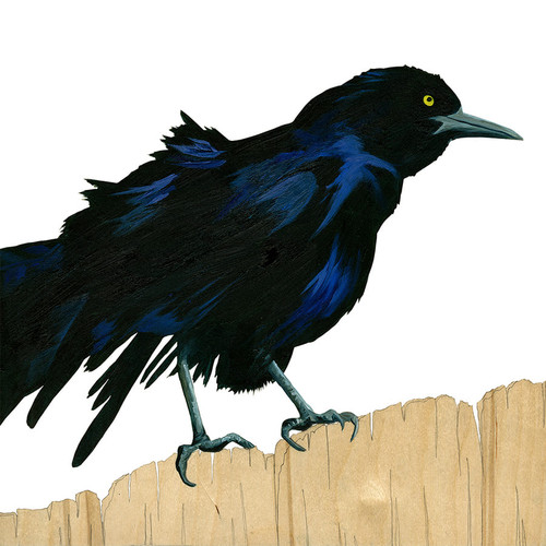 Grackle #20 - Wonderwall Studio