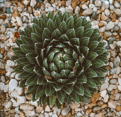 SoCo Sotal | WonderWallStudio.com