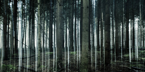 Eerie Trees III - Wonderwall Studio