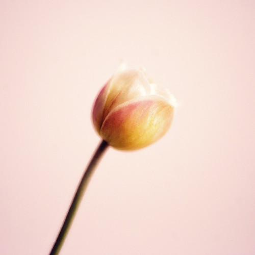 Flower Power Radiance - Wonderwall Studio