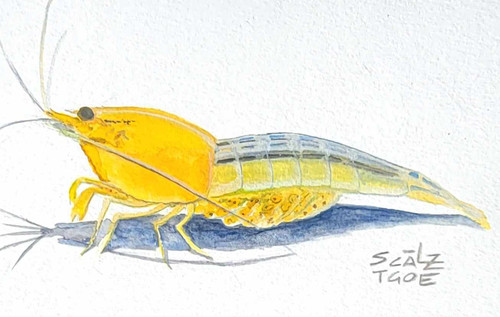 Lemonhead Yellow King Kong Caridina Print