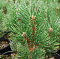 Pine 'Mugo' 2 Gallon