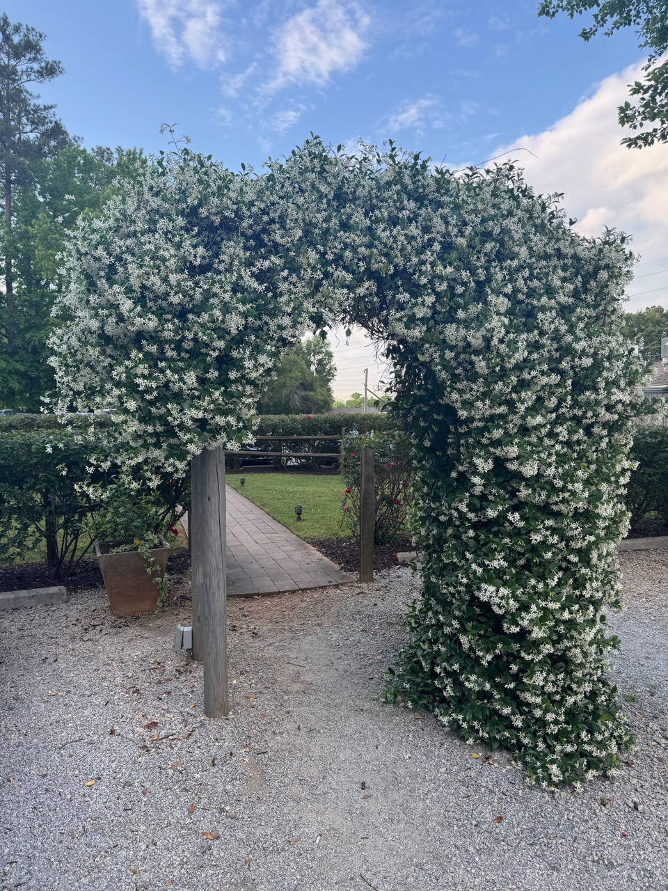 Jasmine 'Madison Hardy' 3 Gallon - Cofer's Home & Garden