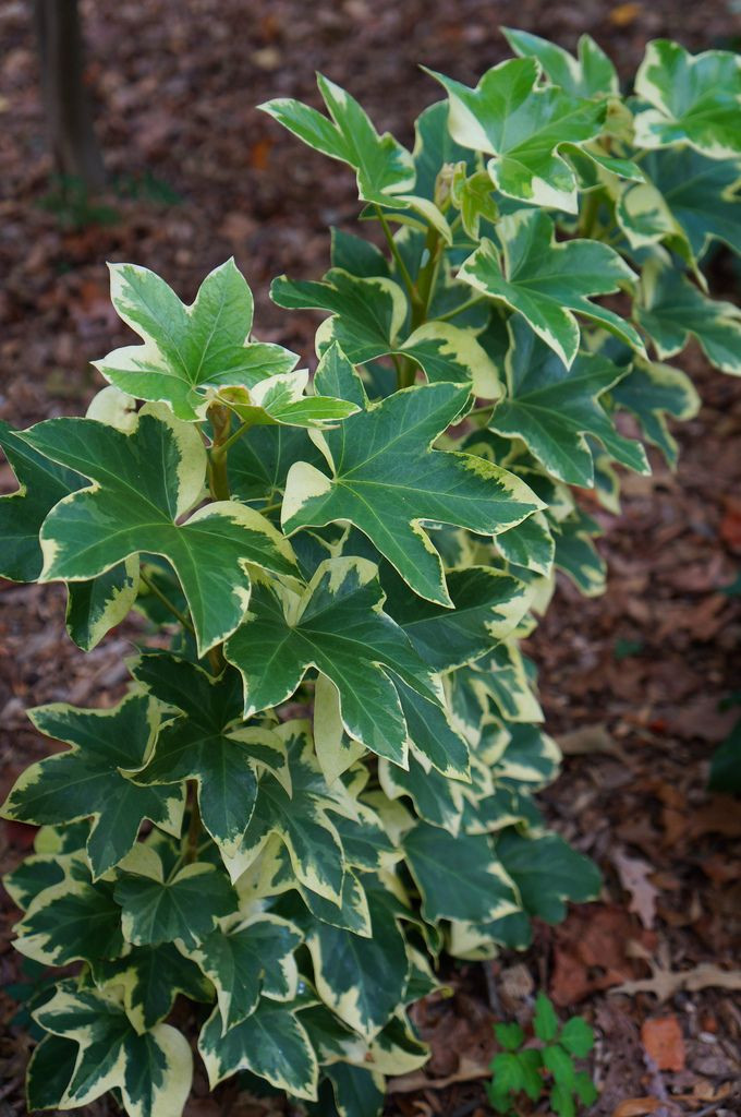 Fatshedera Angyo Star - Cofer's Home & Garden
