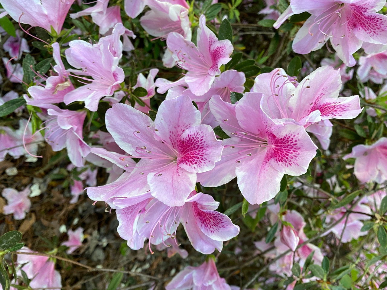 Azalea 'George Taber' 1 Gallon - Cofer's Home & Garden