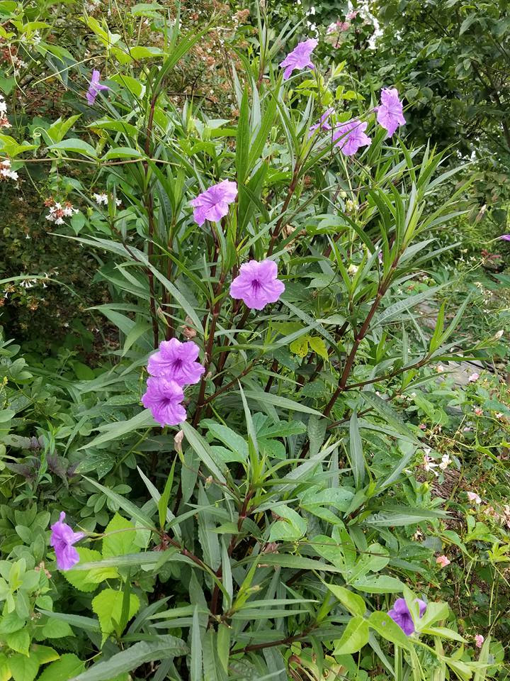 Mexican Petunia RuelliaTree Form 3 Gallon - Cofer's Home & Garden