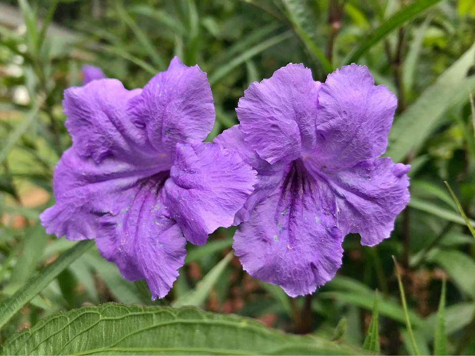 Mexican Petunia RuelliaTree Form 3 Gallon - Cofer's Home & Garden
