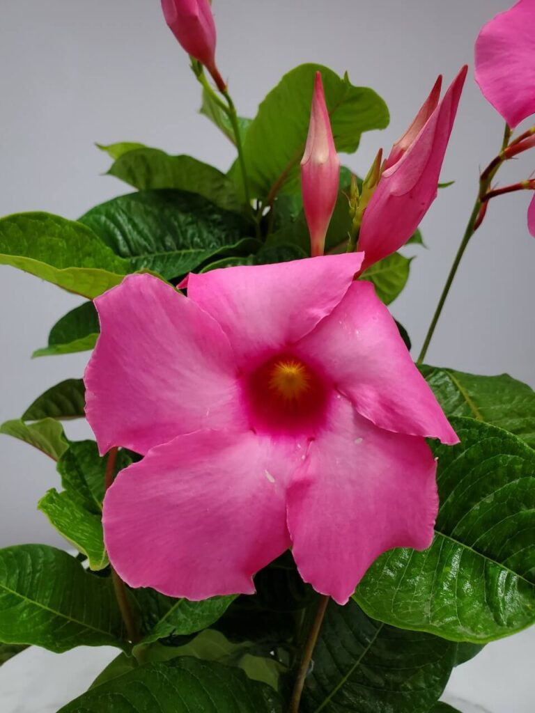 Mandevilla Trellis Pink - Cofer's Home & Garden