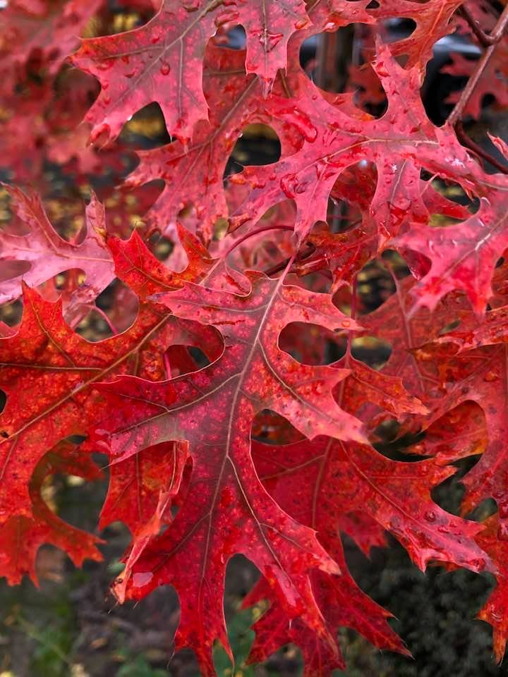 Oak Scarlet Native 3 Gallon - Cofer's Home & Garden