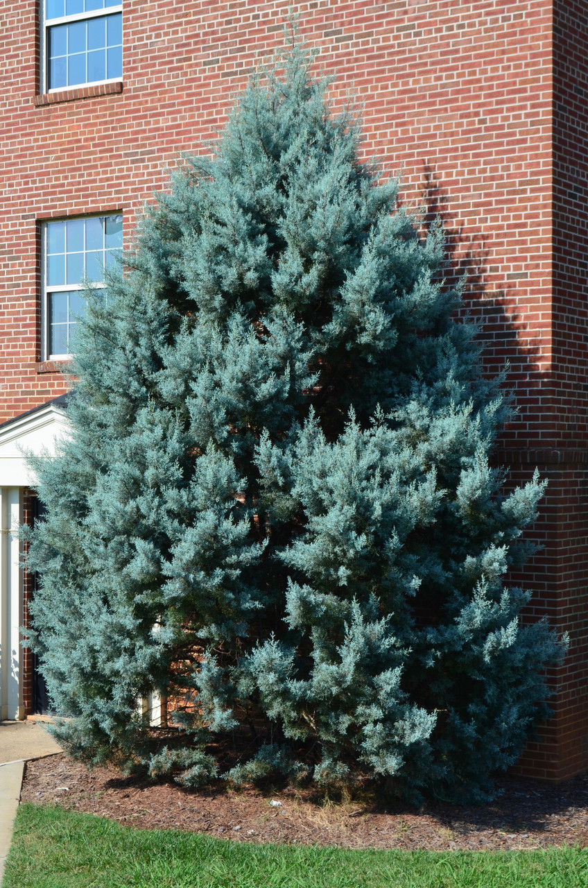 Cupressus Carolina Sapphire Carolina Sapphire Cypress Tree Bob Wells