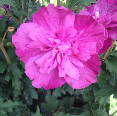 Althea Raspberry Smoothie™ 3 Gallon - Cofer's Home & Garden